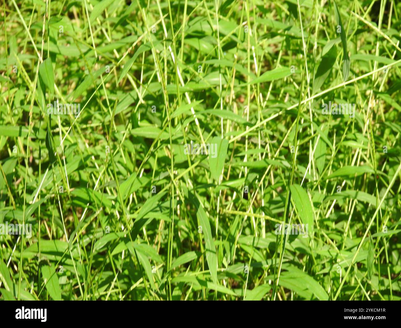 Japanese stiltgrass (Microstegium vimineum Stock Photo - Alamy