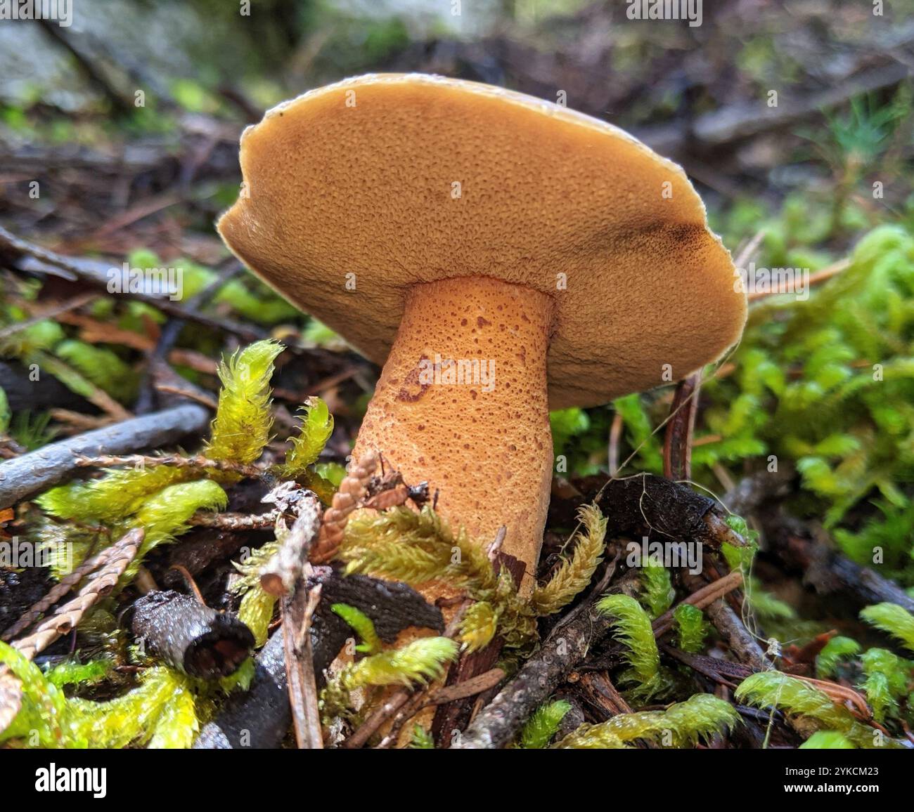 Blue-staining Slippery Jack (Suillus tomentosus Stock Photo - Alamy