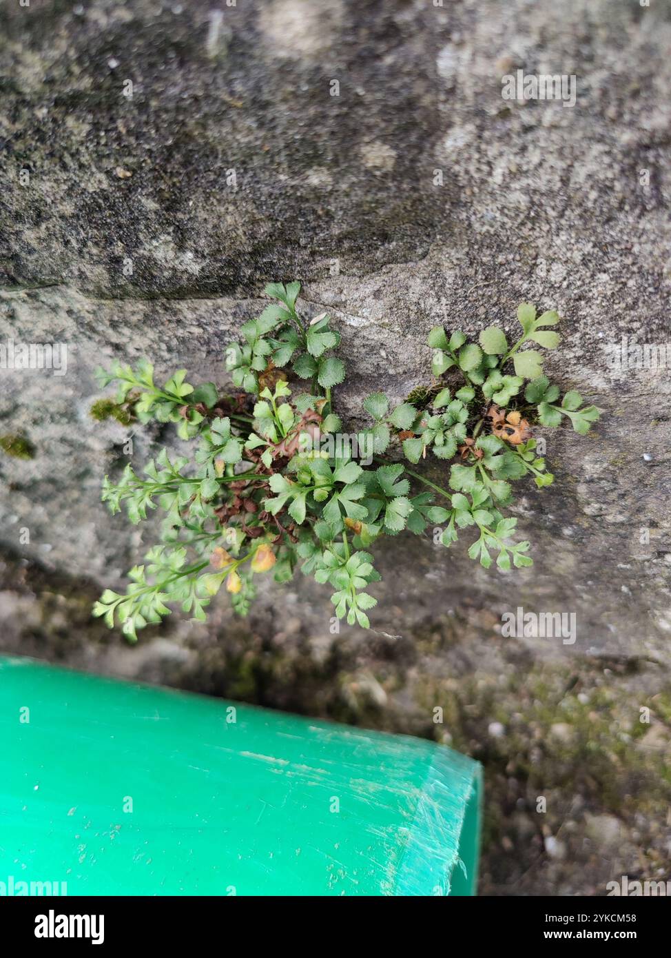 wall-rue (Asplenium ruta-muraria Stock Photo - Alamy