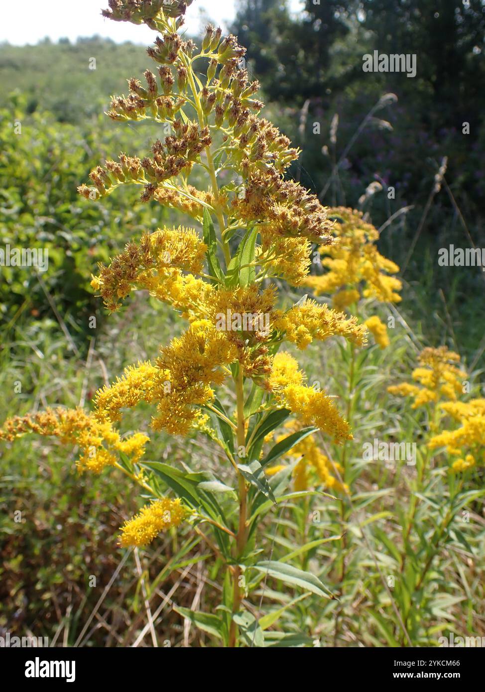 giant goldenrod (Solidago gigantea Stock Photo - Alamy