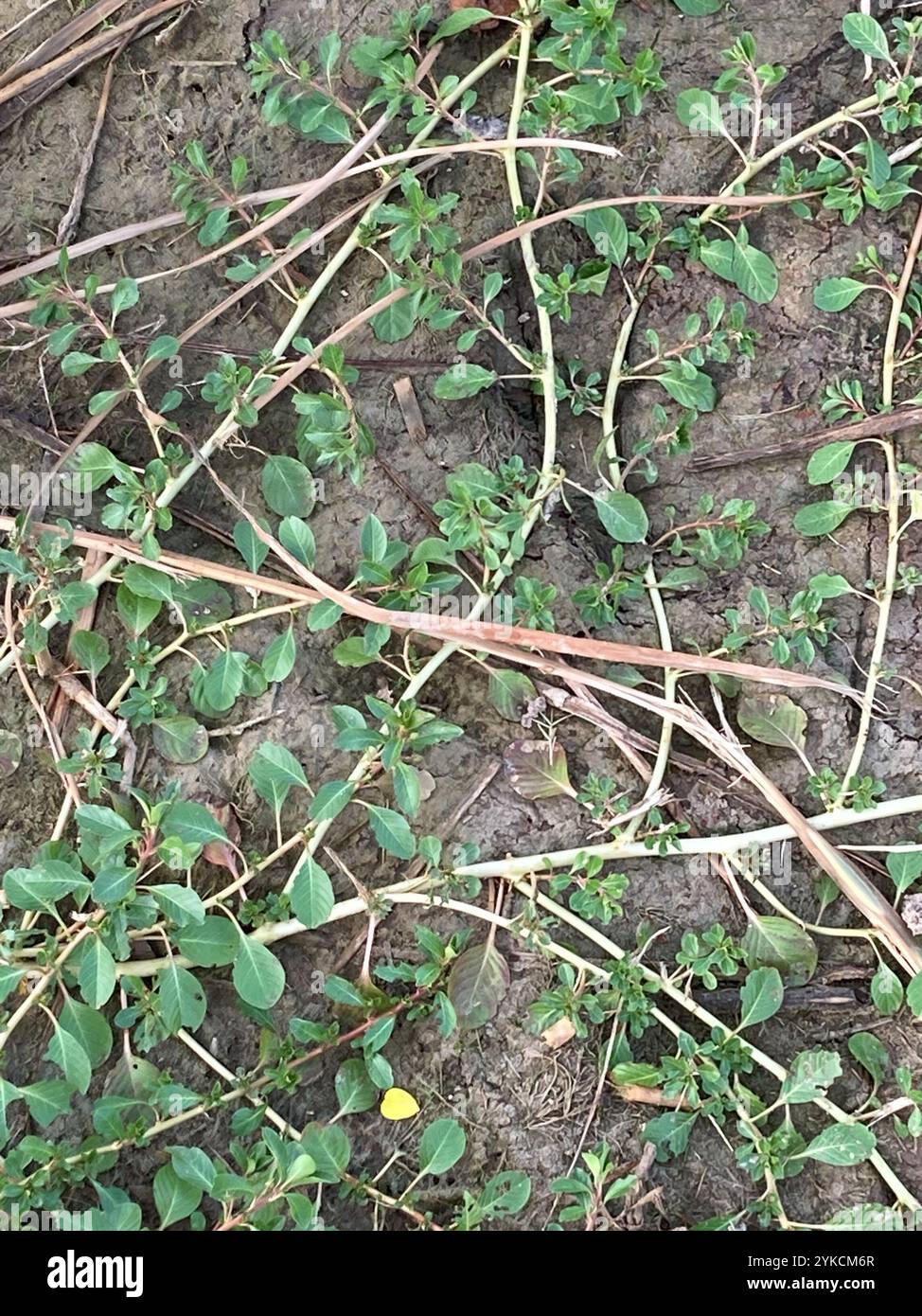 floating primrose-willow (Ludwigia peploides Stock Photo - Alamy