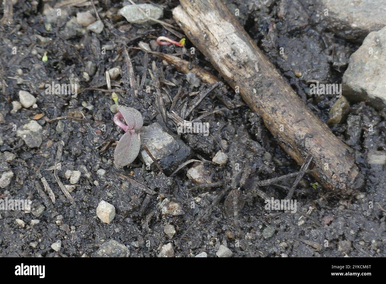 Thin-legged Wolf Spiders (Pardosa Stock Photo - Alamy