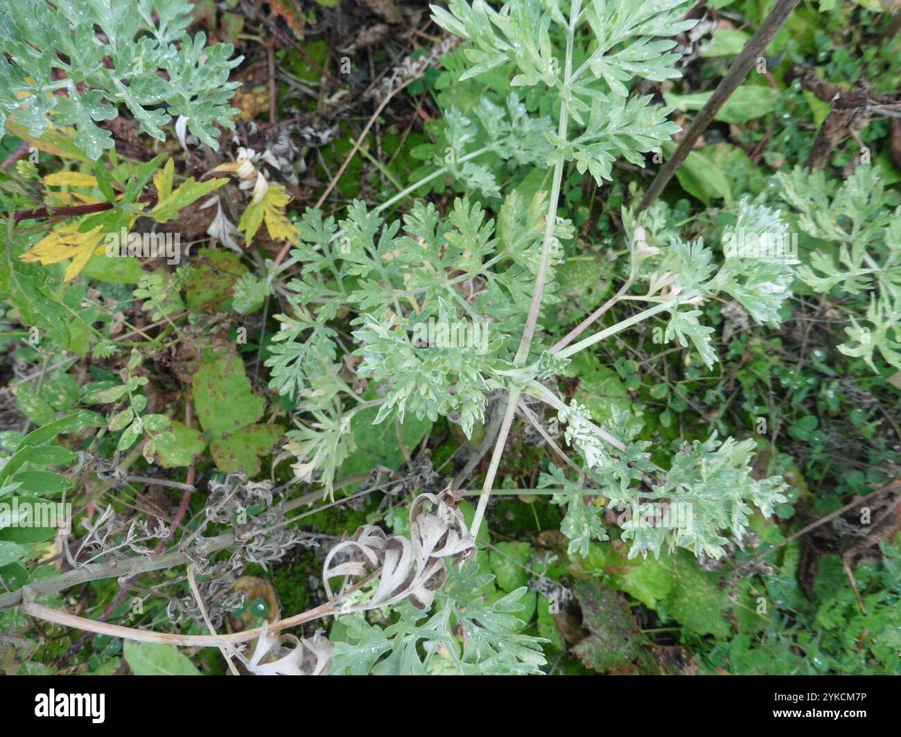 absinthe wormwood (Artemisia absinthium Stock Photo - Alamy