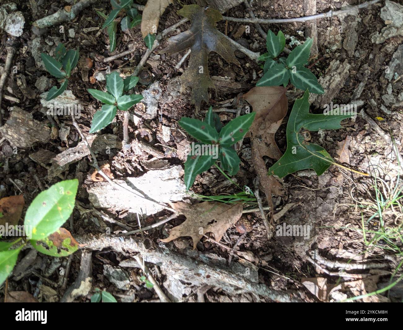 striped wintergreen (Chimaphila maculata Stock Photo - Alamy