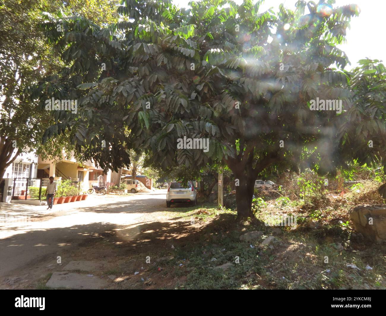 pithraj tree (Aphanamixis polystachya Stock Photo - Alamy