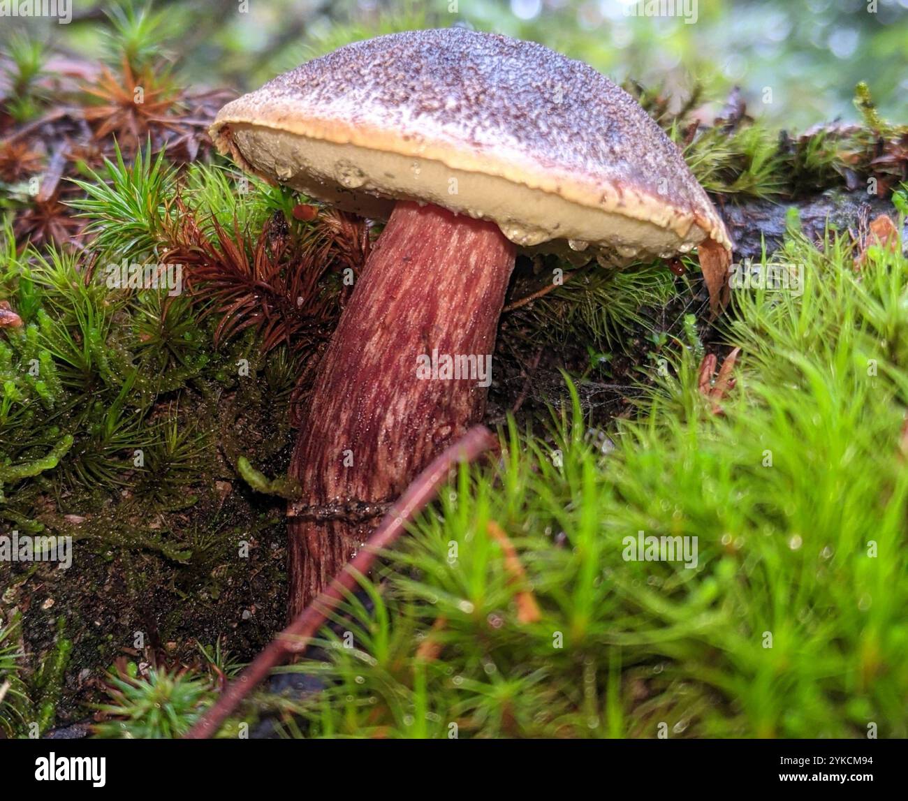 admirable bolete (Aureoboletus mirabilis Stock Photo - Alamy