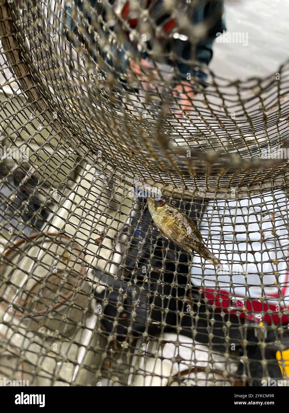 Rock Bass (Ambloplites rupestris Stock Photo - Alamy