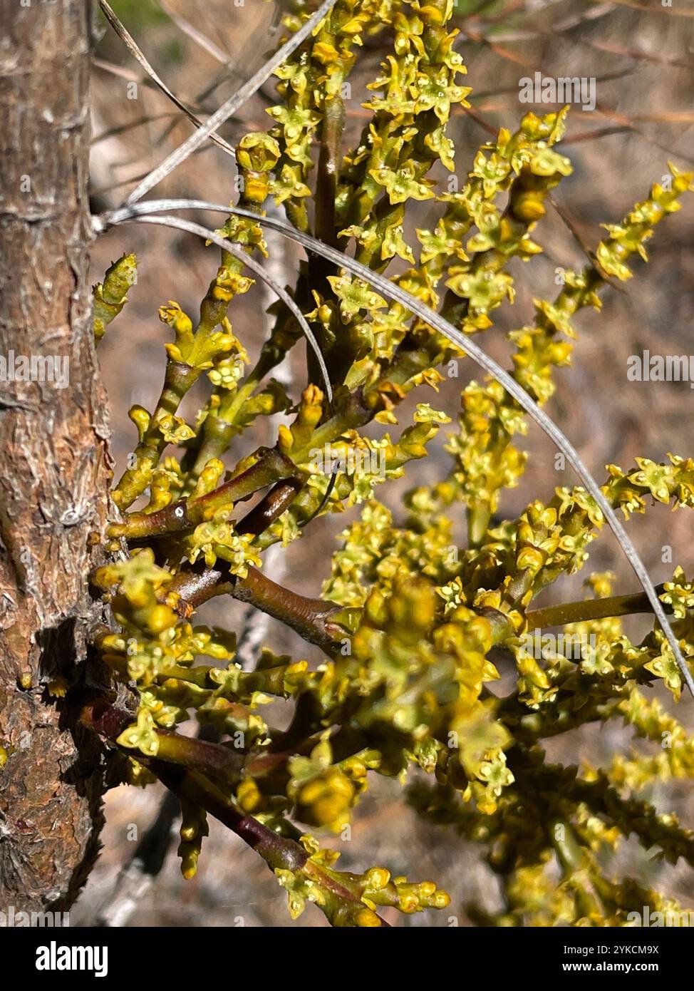 Coastal Dwarf-Mistletoe (Arceuthobium littorum Stock Photo - Alamy