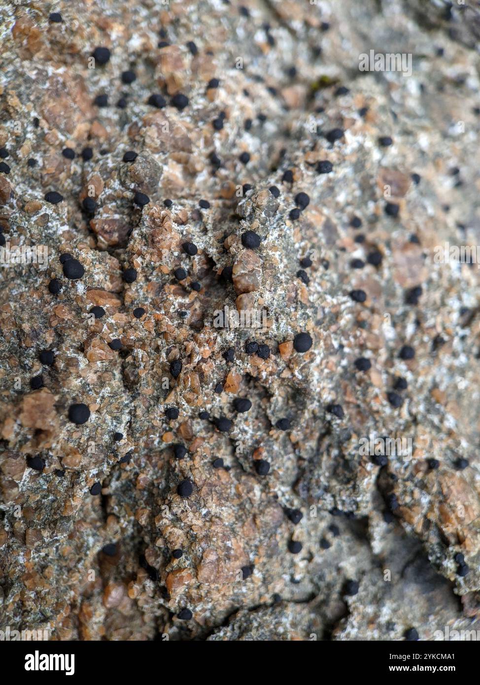 Tile Lichens (Lecidea Stock Photo - Alamy