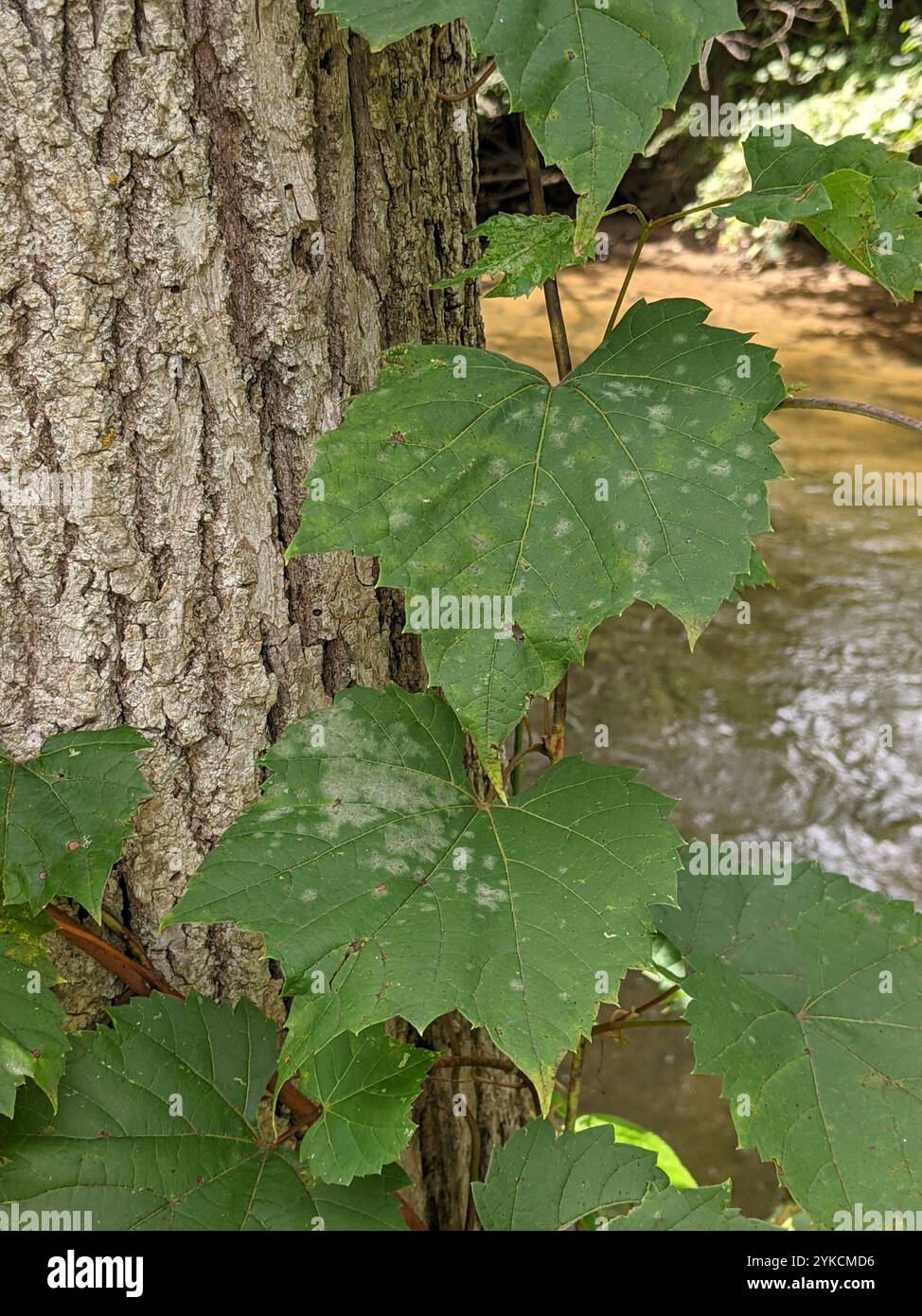 Grape Powdery Mildew (Erysiphe necator Stock Photo - Alamy