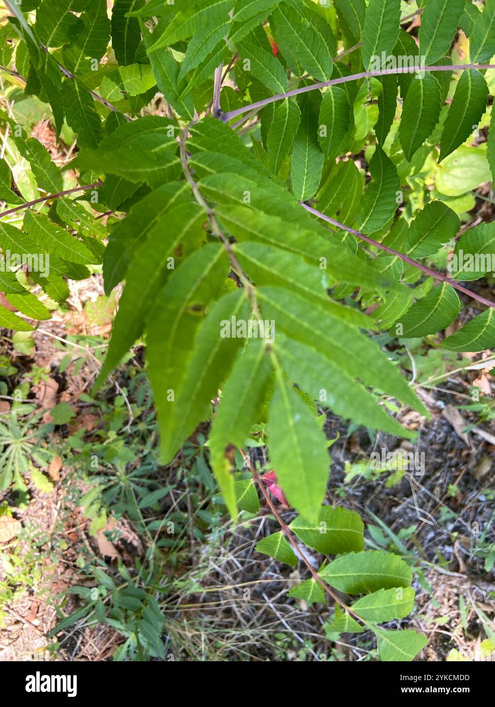 smooth sumac (Rhus glabra Stock Photo - Alamy