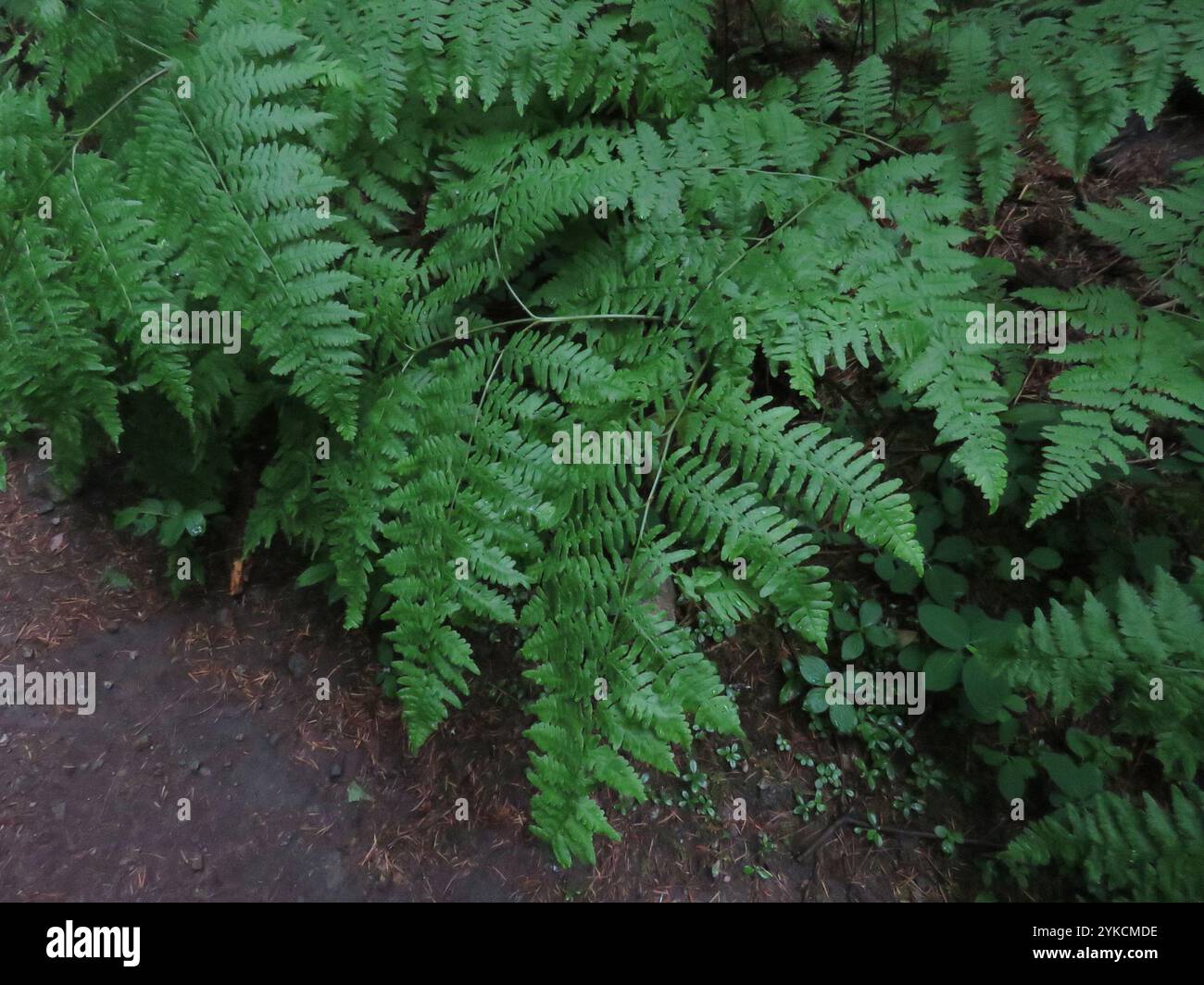 common bracken (Pteridium aquilinum Stock Photo - Alamy