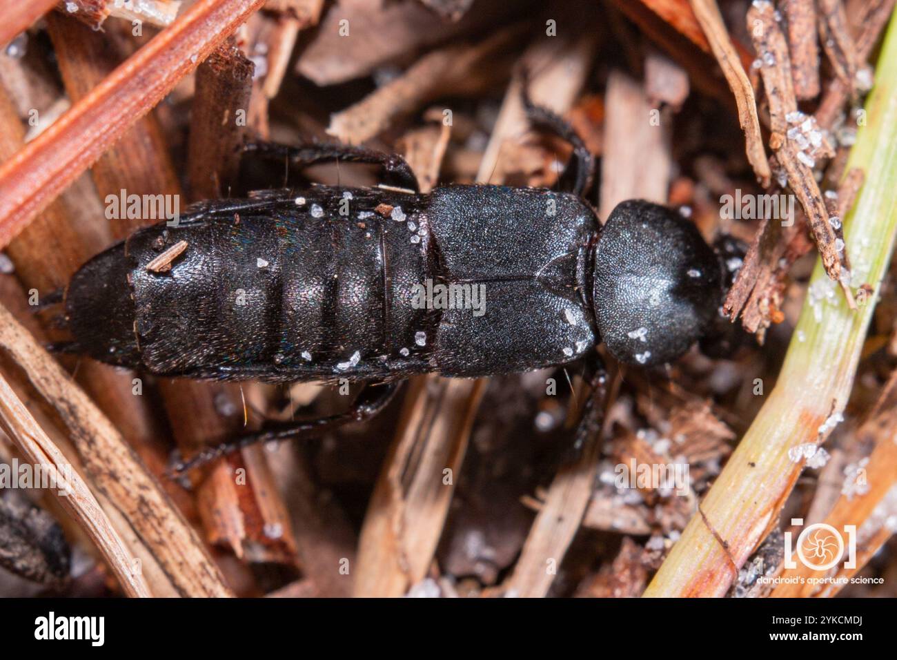 Red-spotted Rove Beetle (Platydracus fossator Stock Photo - Alamy