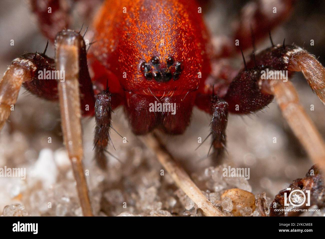 Orange Ant-mimic Sac Spider (Castianeira amoena Stock Photo - Alamy