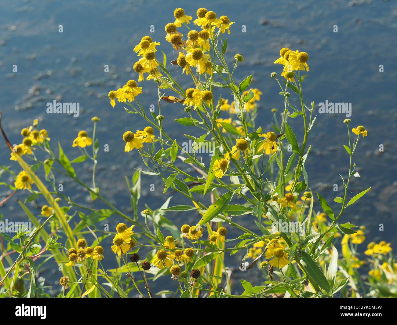 common sneezeweed (Helenium autumnale Stock Photo - Alamy