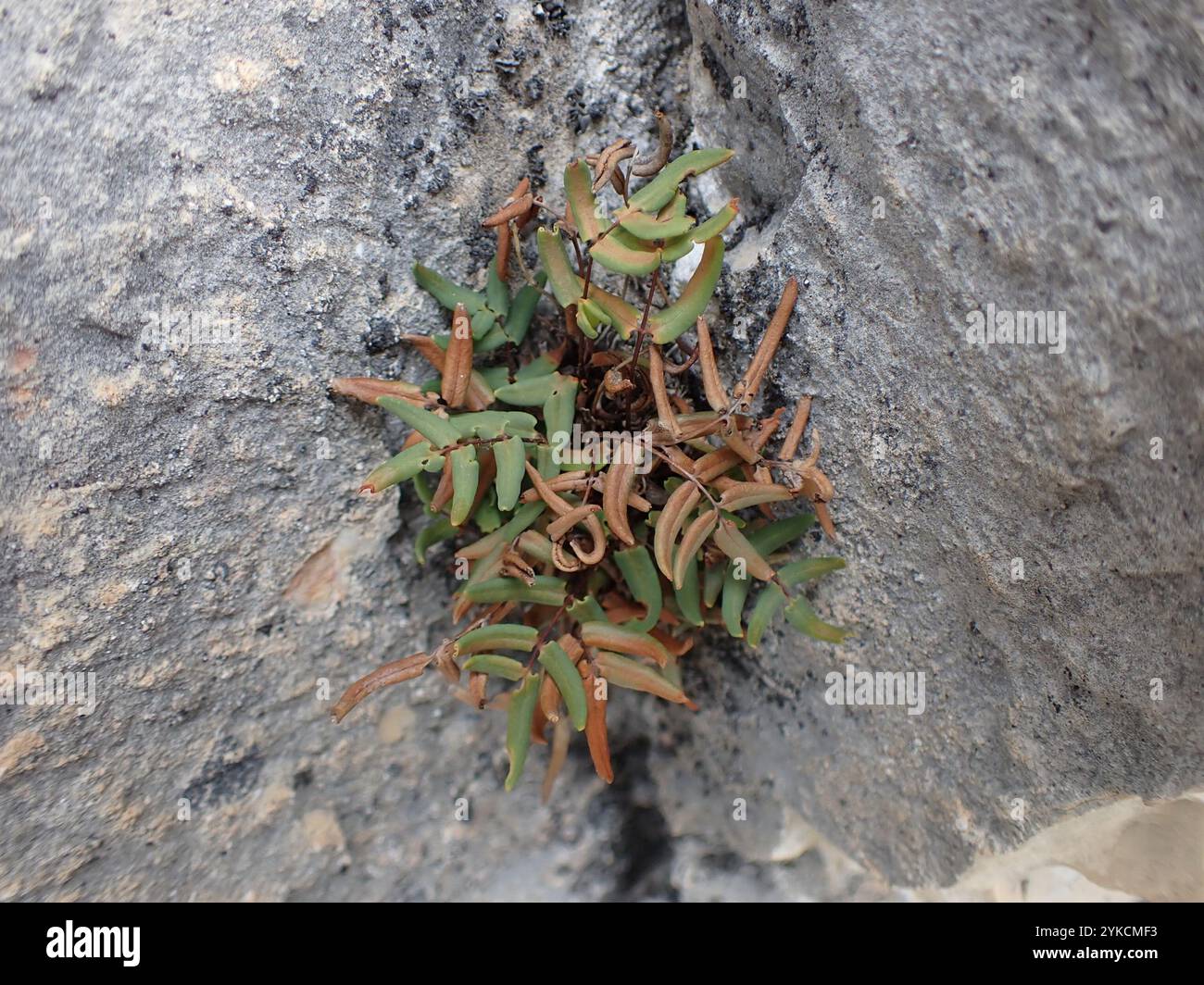 Cliffbrake hi-res stock photography and images - Alamy