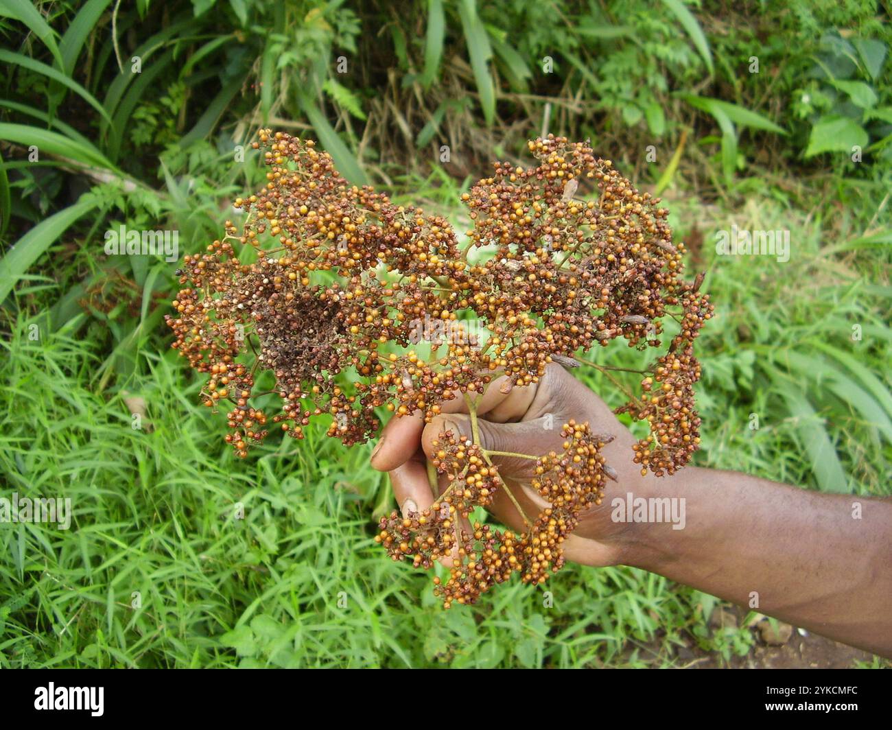 Harungana madagascariensis hi-res stock photography and images - Alamy