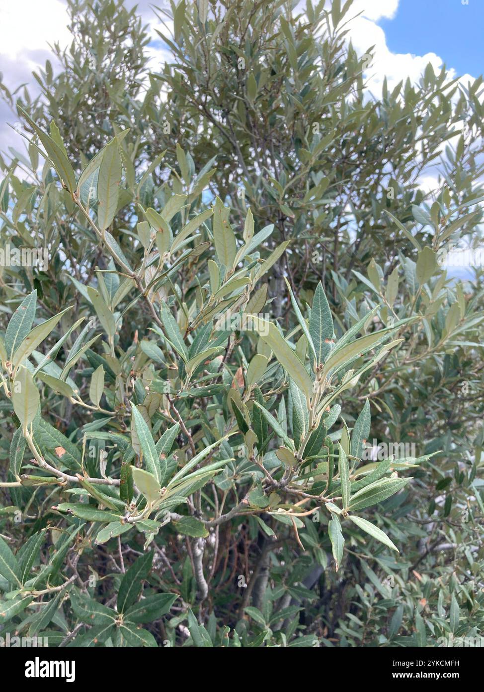 silverleaf oak (Quercus hypoleucoides Stock Photo - Alamy