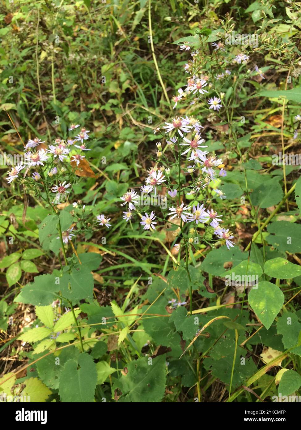 Common Blue Wood Aster (Symphyotrichum cordifolium Stock Photo - Alamy