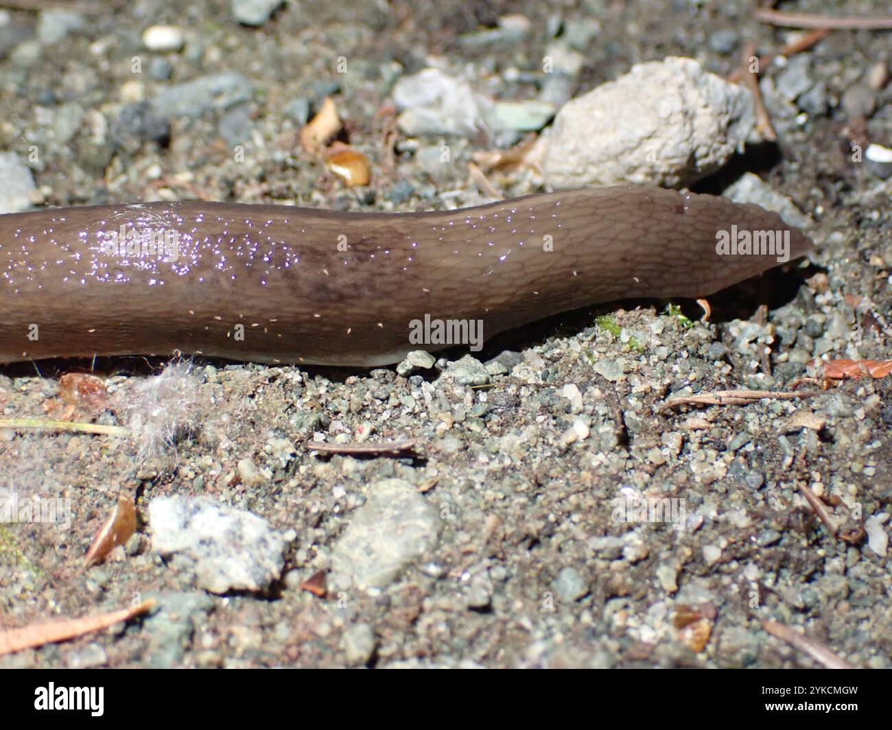 Leopard Slug (Limax maximus Stock Photo - Alamy