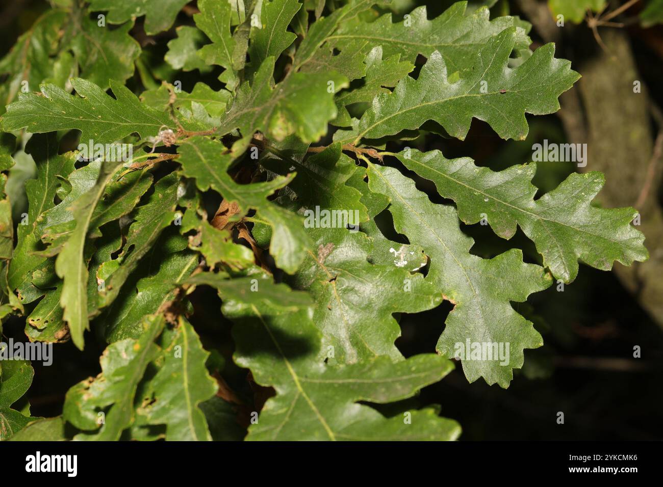 Turkey Oak (Quercus cerris Stock Photo - Alamy