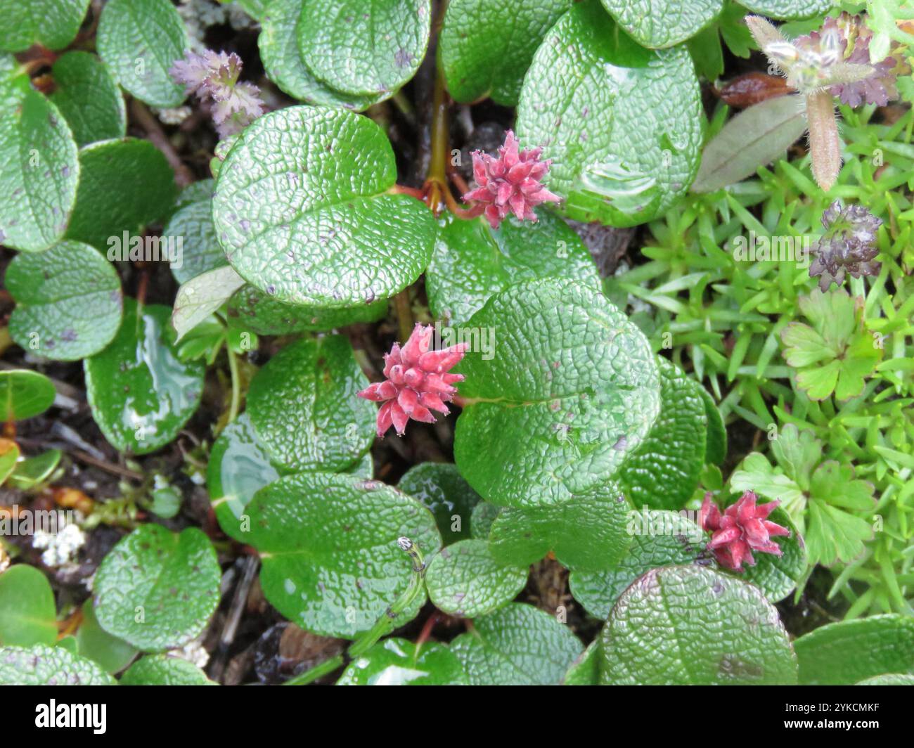 Net-leaved Willow (Salix reticulata Stock Photo - Alamy