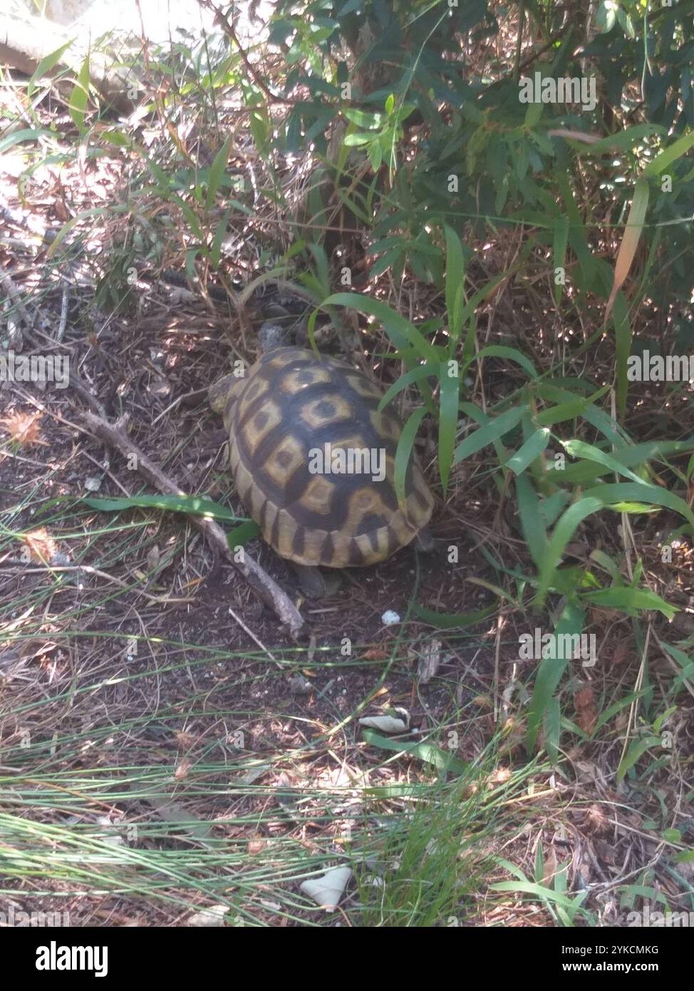 Angulate Tortoise (Chersina angulata Stock Photo - Alamy