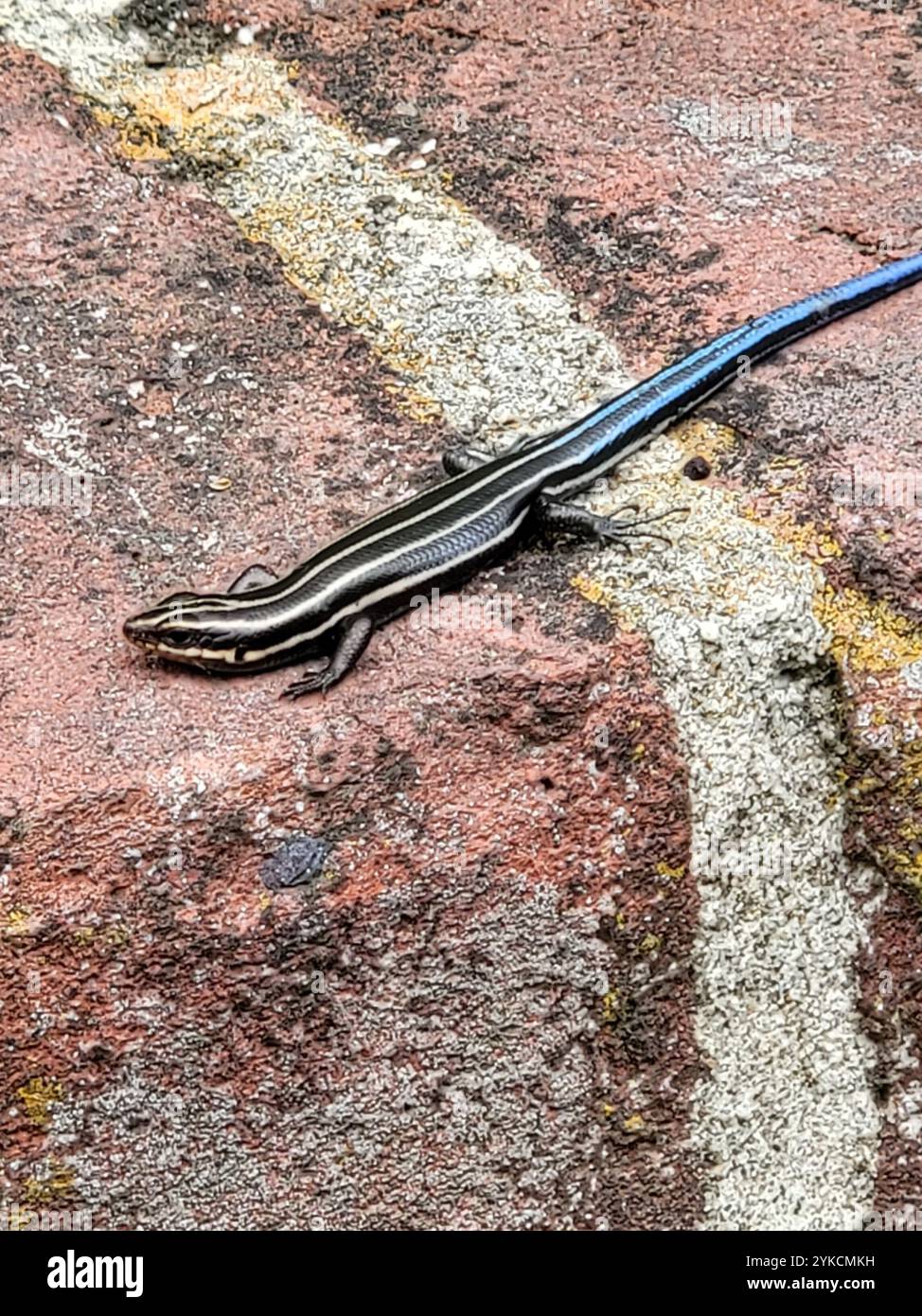 Common Five-lined Skink (Plestiodon fasciatus Stock Photo - Alamy