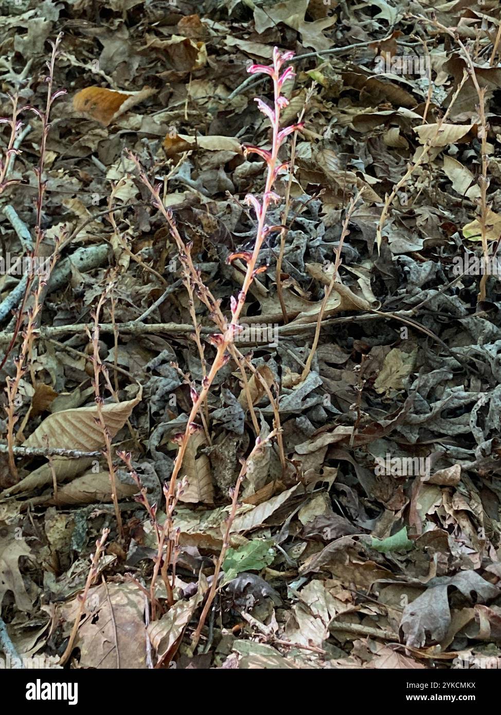 Beechdrops (Epifagus virginiana Stock Photo - Alamy