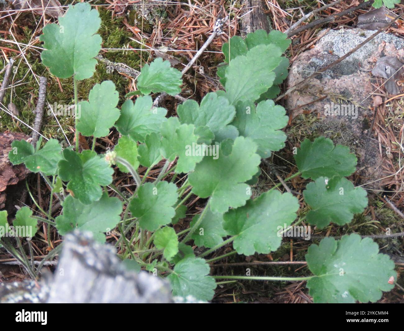 roundleaf alumroot (Heuchera cylindrica Stock Photo - Alamy