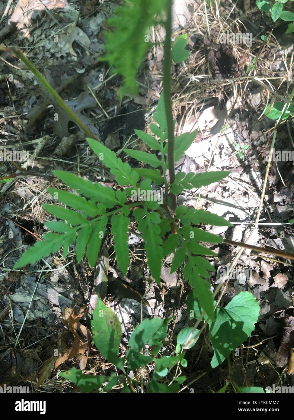 Cutleaf Grapefern (Sceptridium dissectum Stock Photo - Alamy