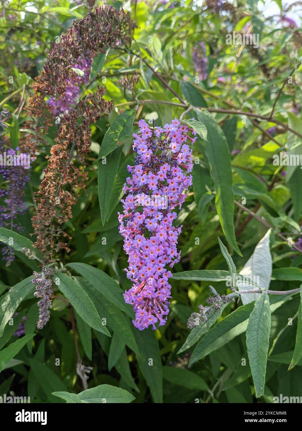 Butterfly bush (Buddleja davidii Stock Photo - Alamy