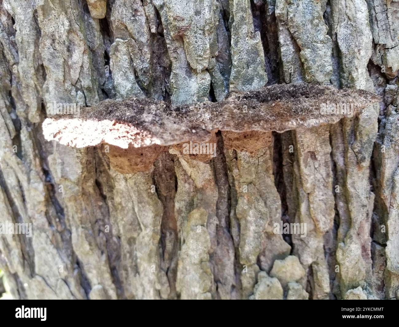Hairy Hexagonia (Hexagonia hydnoides Stock Photo - Alamy