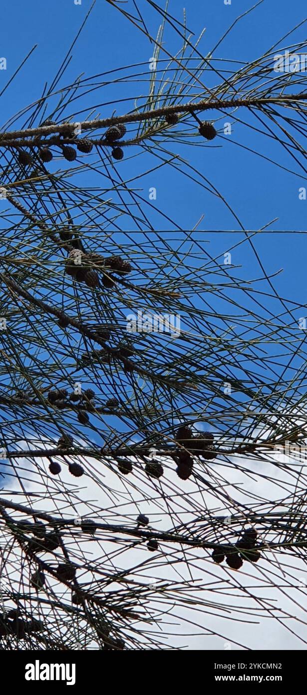 Swamp sheoak (Casuarina glauca Stock Photo - Alamy