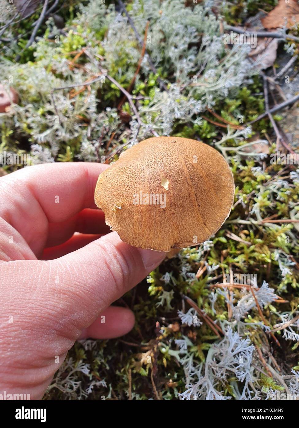 Velvet Bolete (Suillus variegatus Stock Photo - Alamy