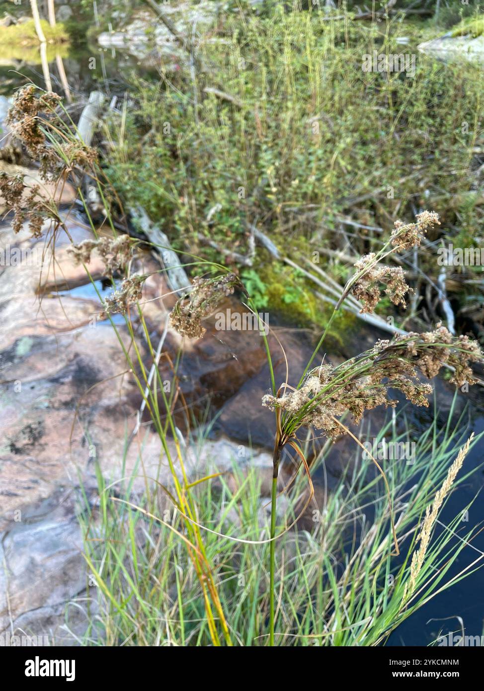 woolgrass (Scirpus cyperinus Stock Photo - Alamy