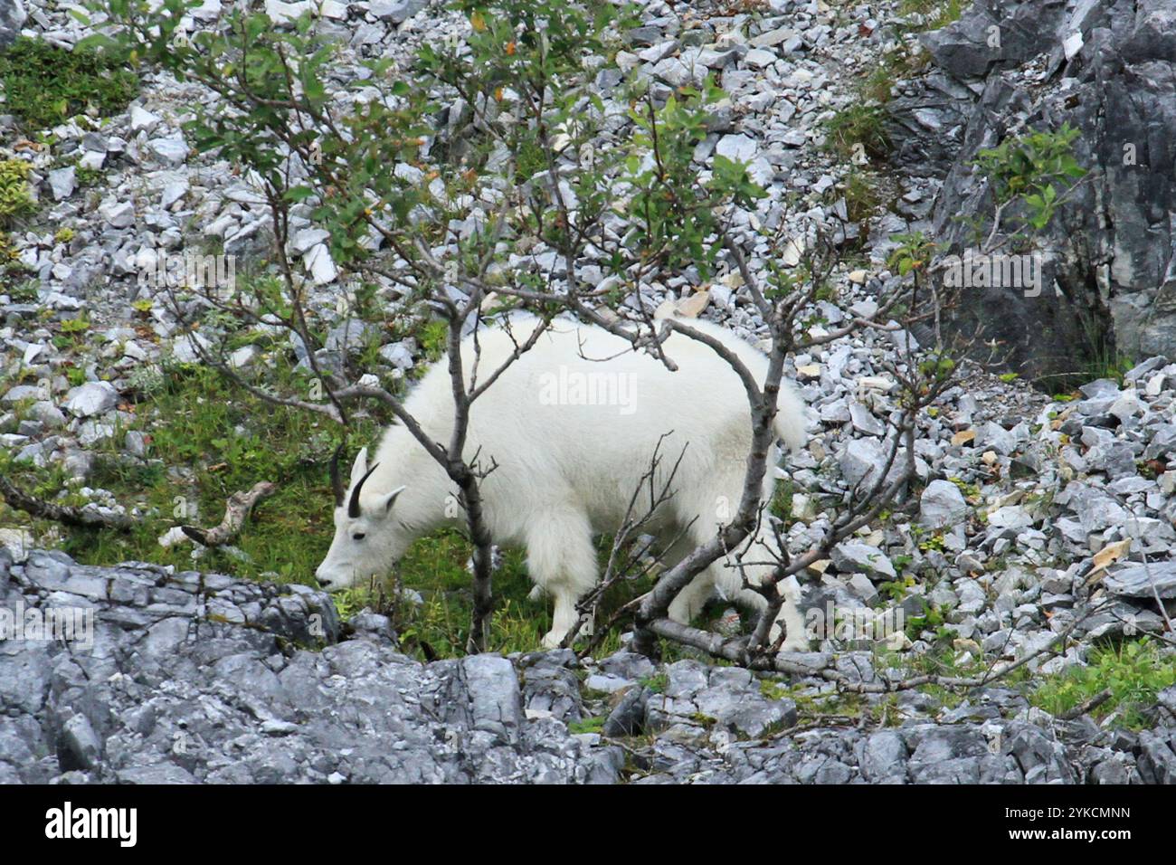 Mountain Goat (Oreamnos americanus Stock Photo - Alamy