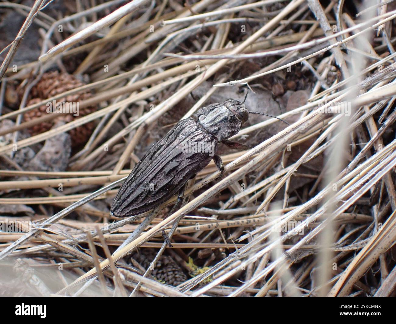 Western Sculptured Pine Borer (Chalcophora angulicollis Stock Photo - Alamy