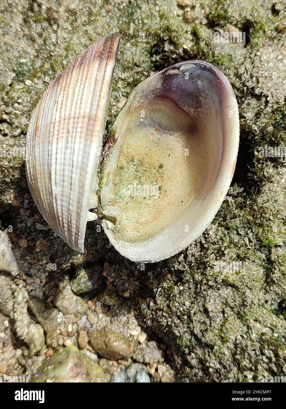 Maiden's Purse Shell (Periglypta puerpera Stock Photo - Alamy