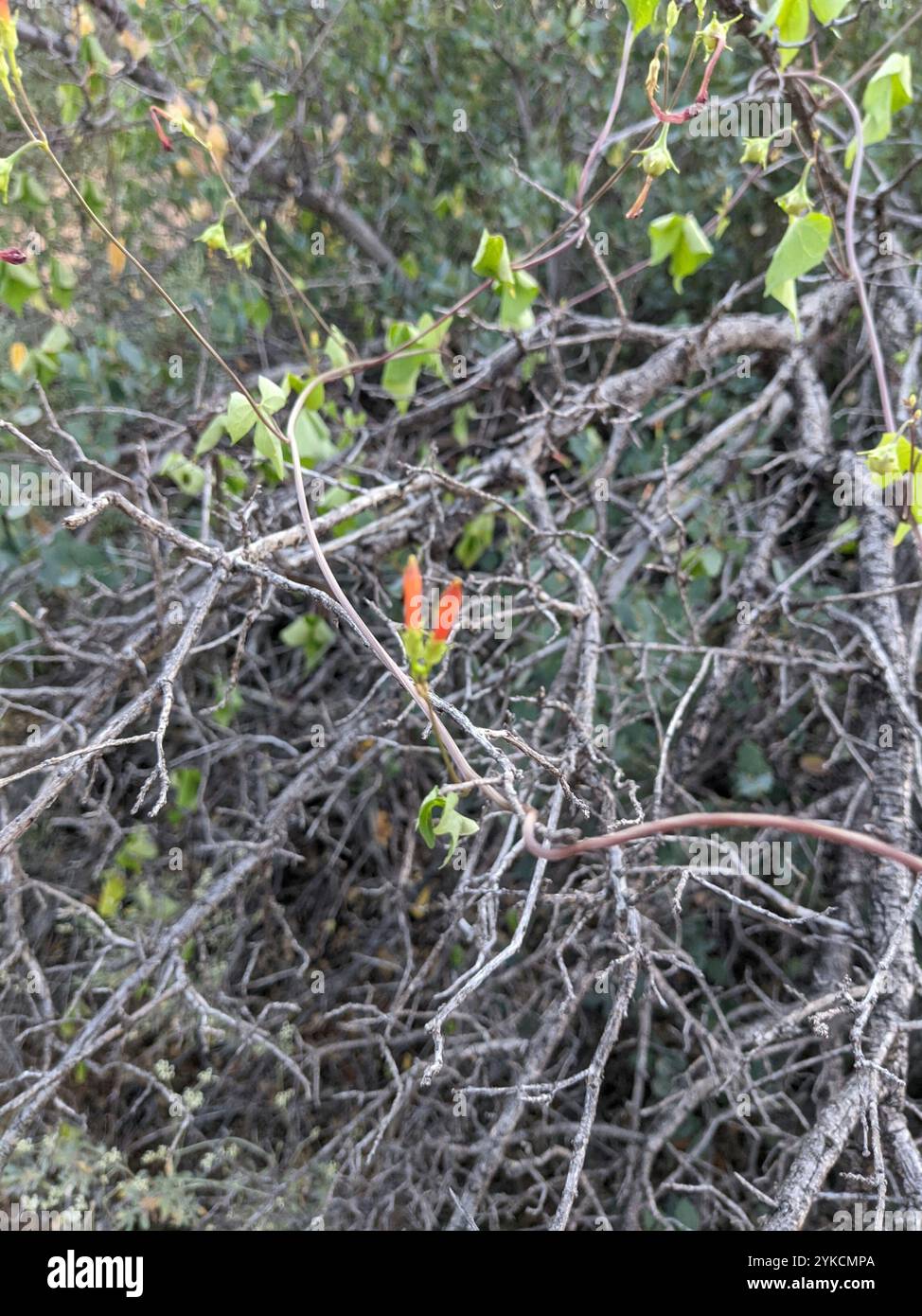 firecracker penstemon (Penstemon eatonii Stock Photo - Alamy