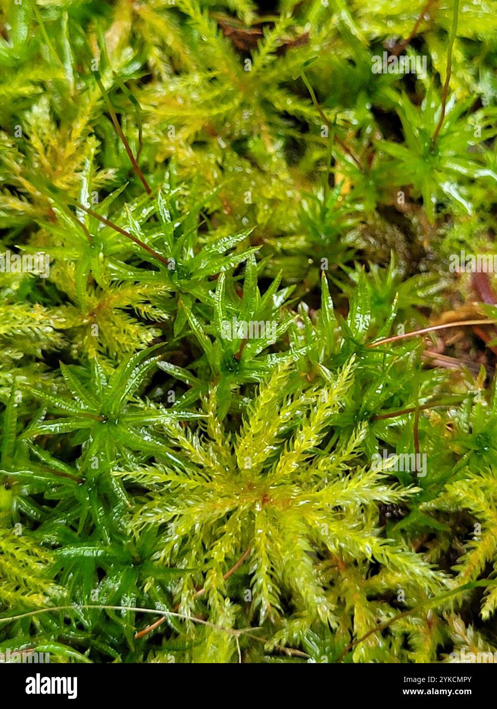 Climacium dendroides climacium dendroides hi-res stock photography and ...