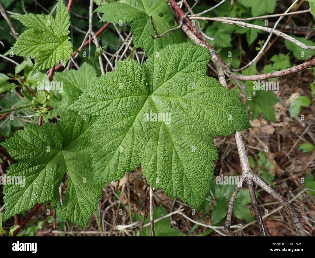 thimbleberry (Rubus parviflorus Stock Photo - Alamy