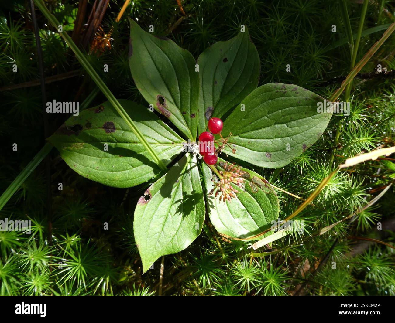 Canadian bunchberry (Cornus canadensis Stock Photo - Alamy