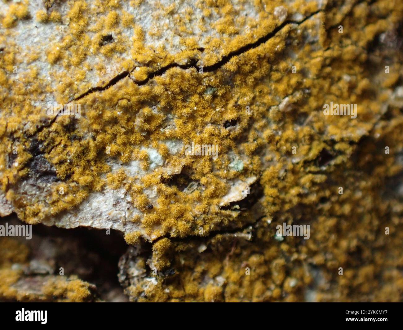 common lichens (Lecanoromycetes Stock Photo - Alamy