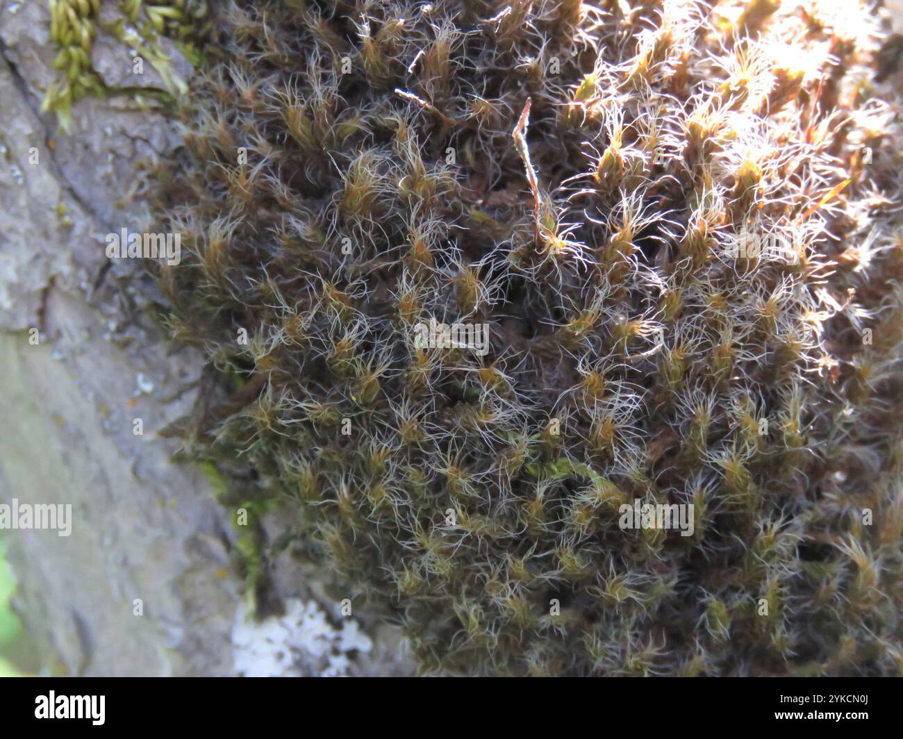 Woolly Fringe-moss (Racomitrium lanuginosum Stock Photo - Alamy