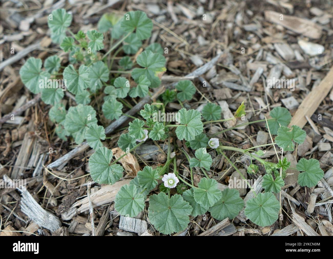 dwarf mallow (Malva neglecta Stock Photo - Alamy