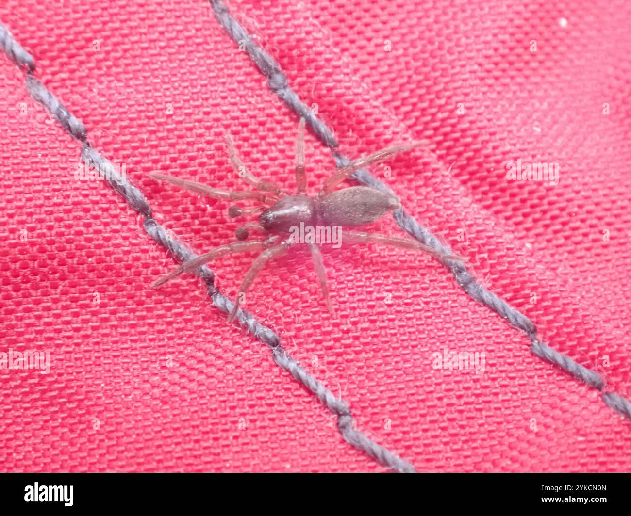 Stealthy Ground Spiders (Gnaphosidae Stock Photo - Alamy