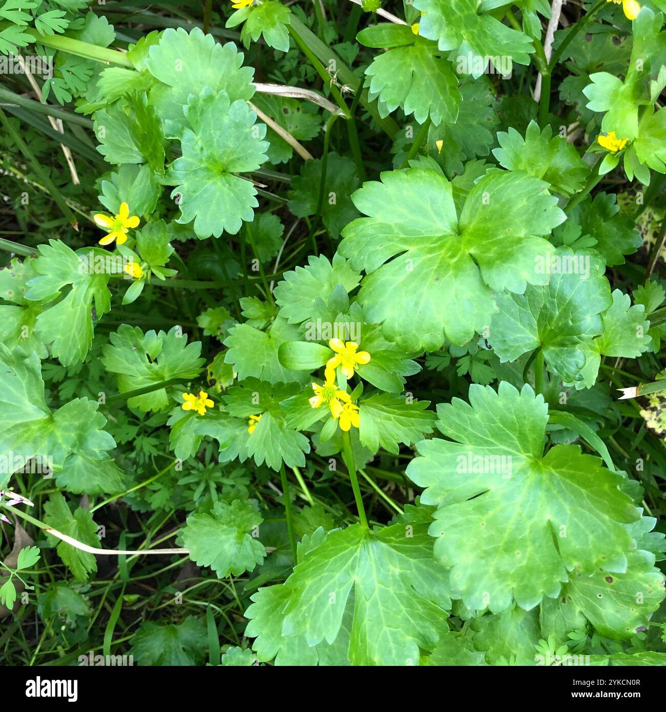 Creeping buttercup (Ranunculus repens Stock Photo - Alamy