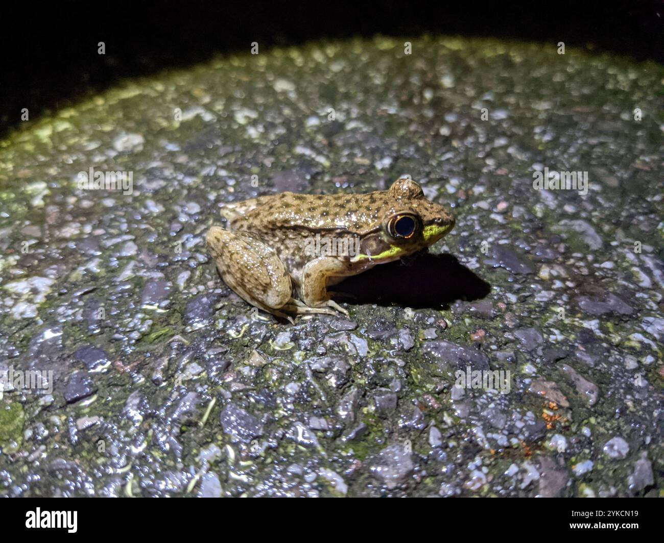 Green Frog (Lithobates clamitans Stock Photo - Alamy