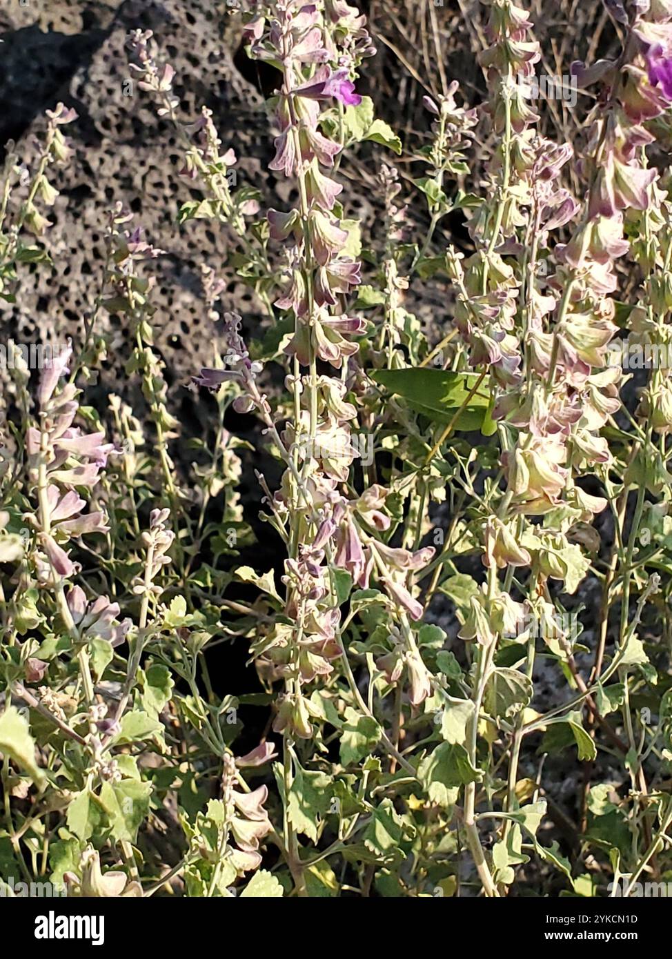 Rock Sage (Salvia pinguifolia Stock Photo - Alamy